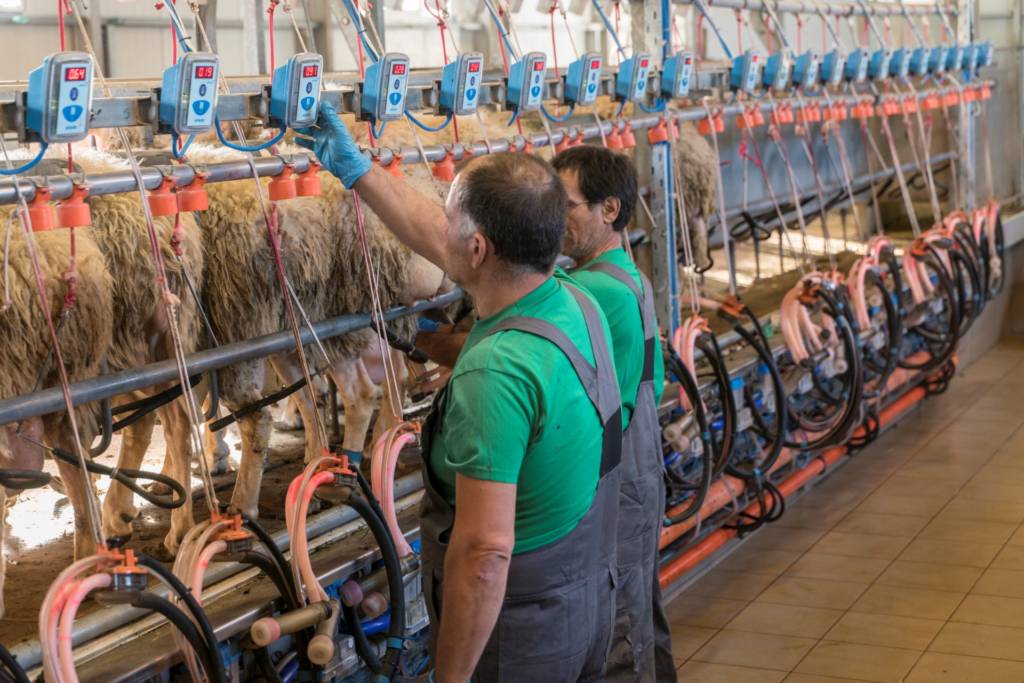 Γάλα | Όις Φάρμα | Πρότυπη μονάδα εκτροφής προβάτων & παραγωγής γάλακτος